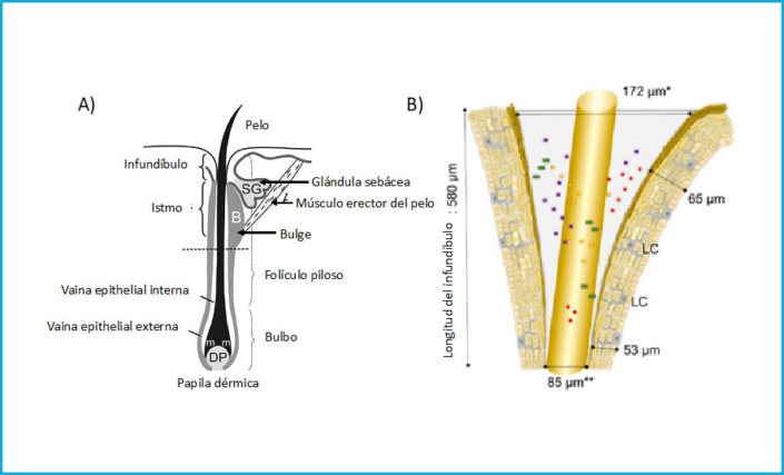 El folículo piloso y la microbiota – CapilarFix